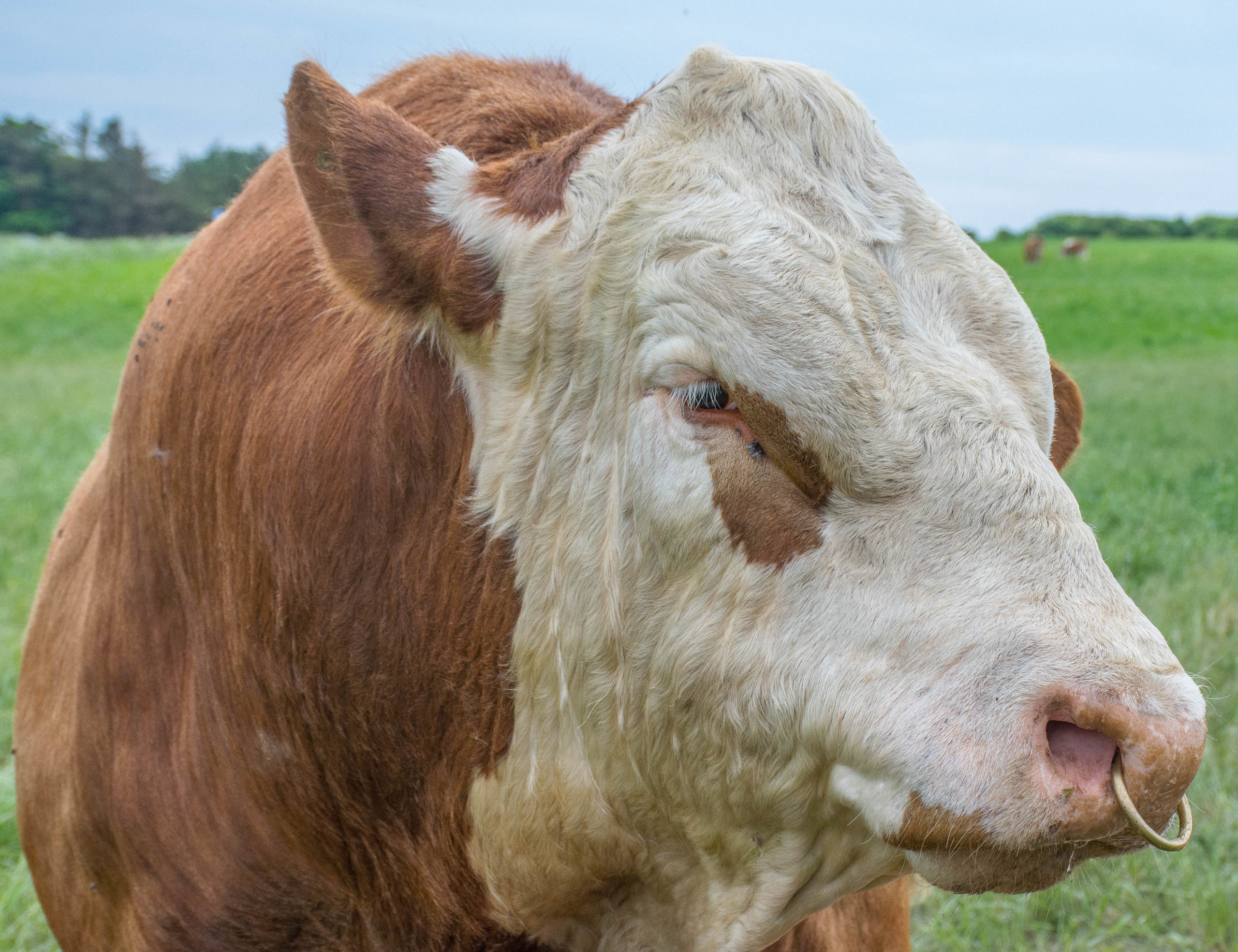 Analysis: IPCC warning on meat consumption adds to scrutiny of beef ...