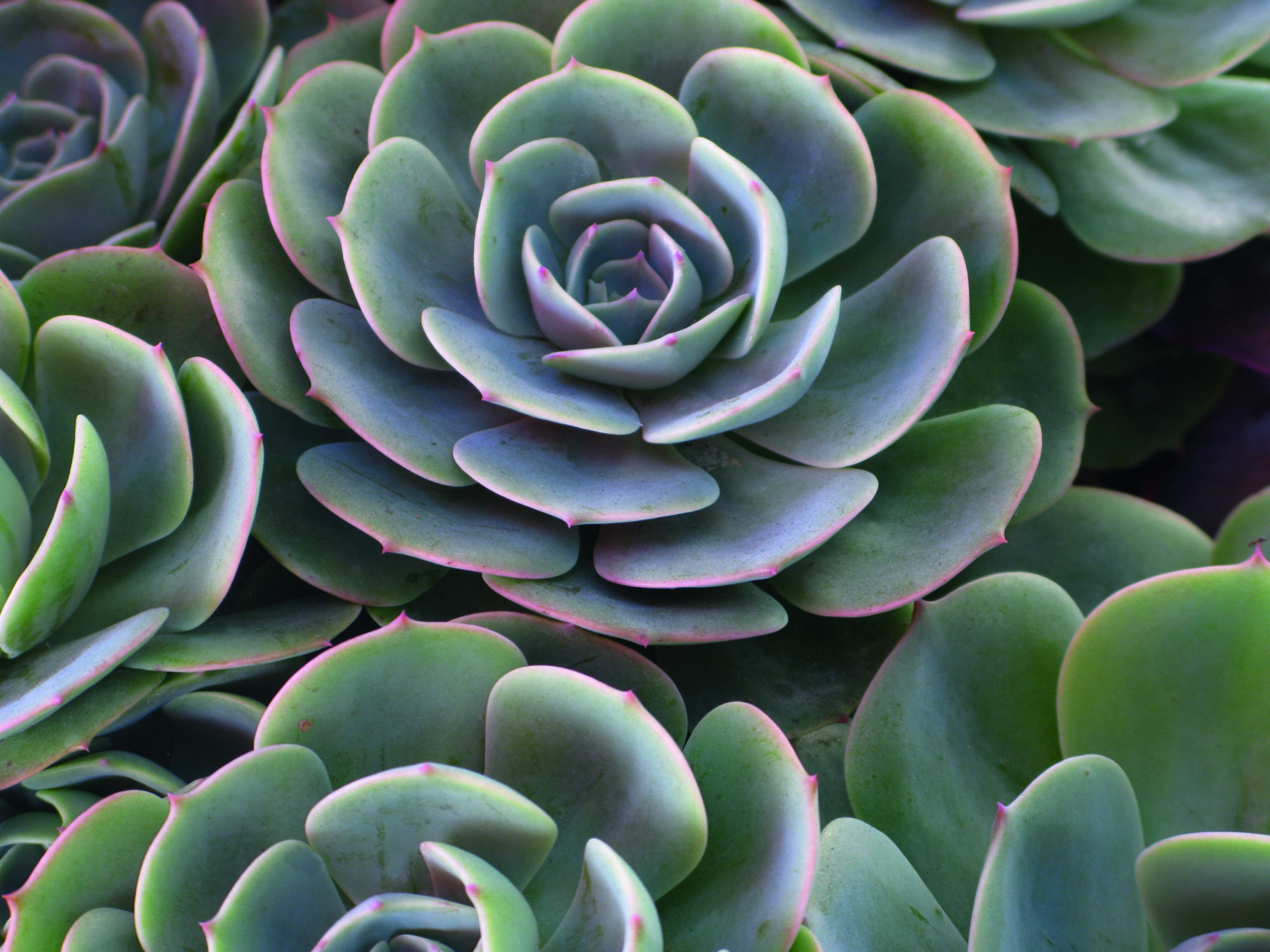 Impax US Large Cap Strategy | Responsible Investor