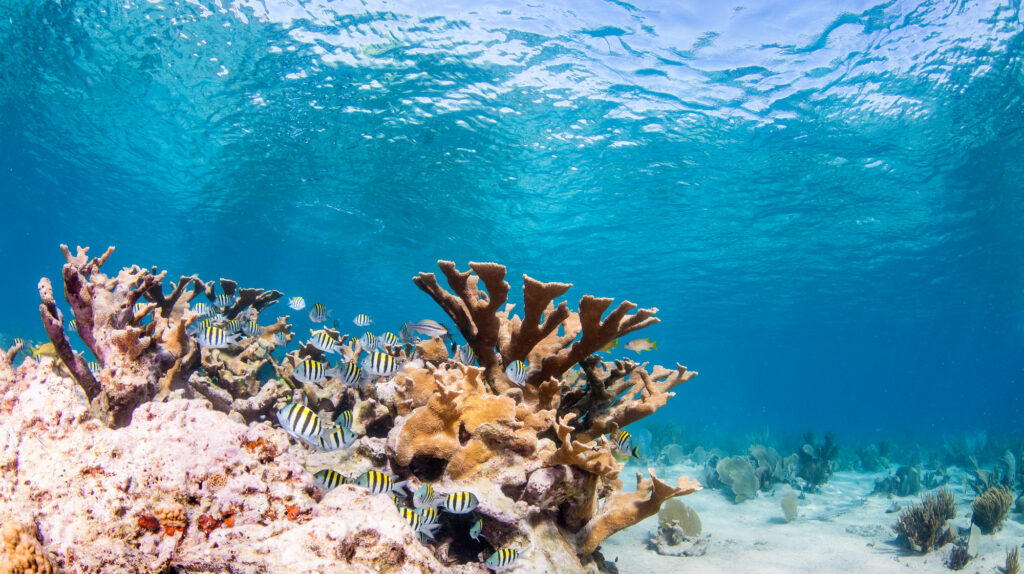 Investing in innovation and blue nature: A World Oceans Day webinar ...