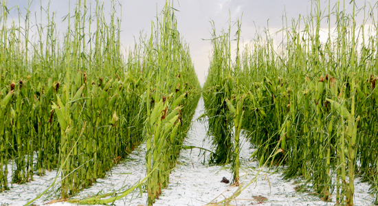 CBI launches resilience and adaptation taxonomy