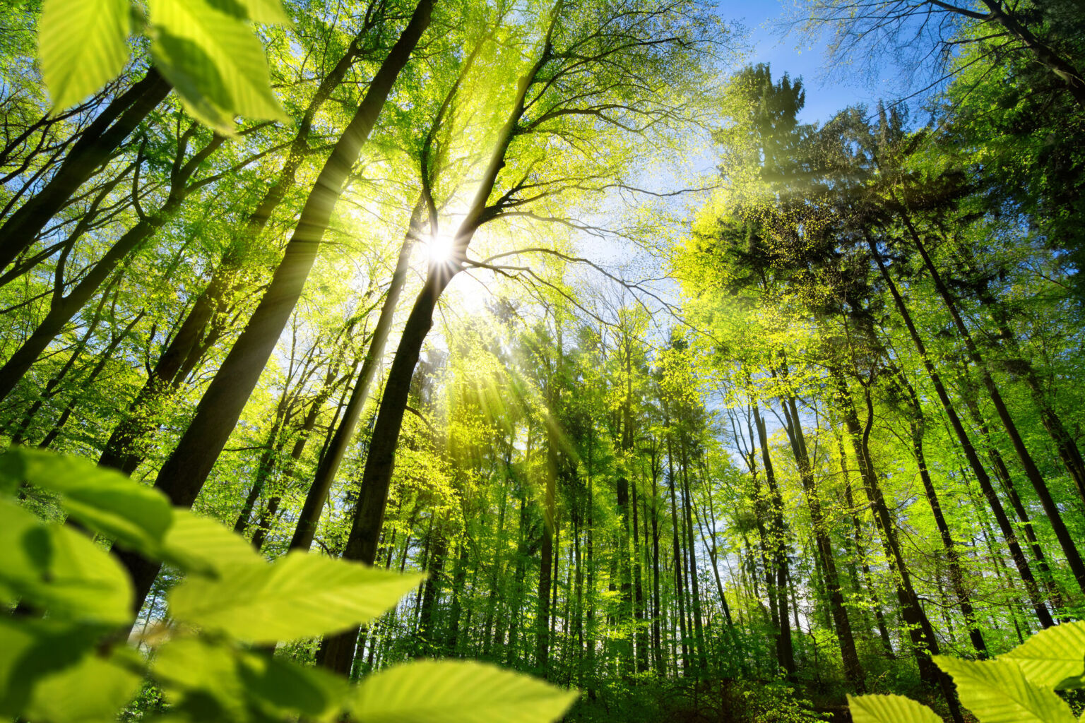 ISSB staff urge board to limit nature standard-setting to 'practice ...