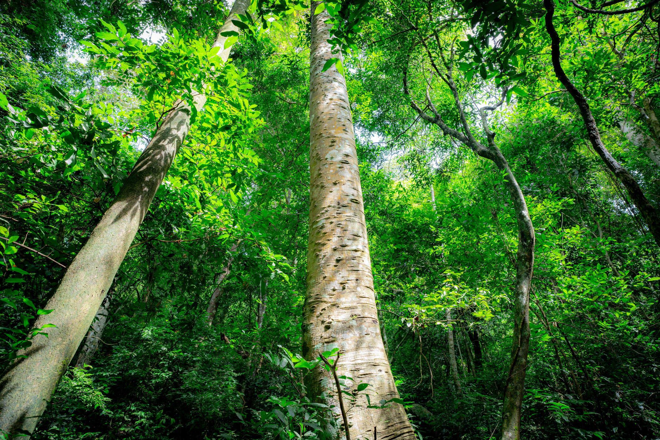 New SBTi rules still too restrictive on carbon removals, say offset schemes