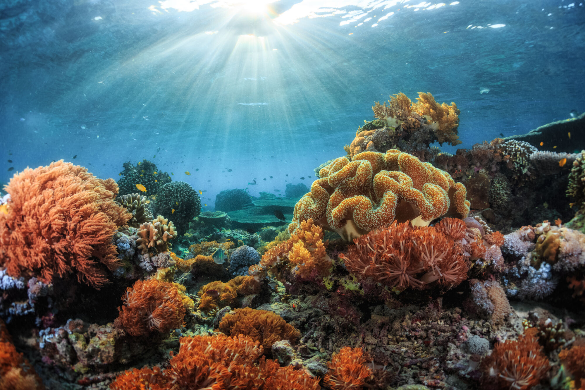 Turning the tide: The quest for ocean biodiversity data