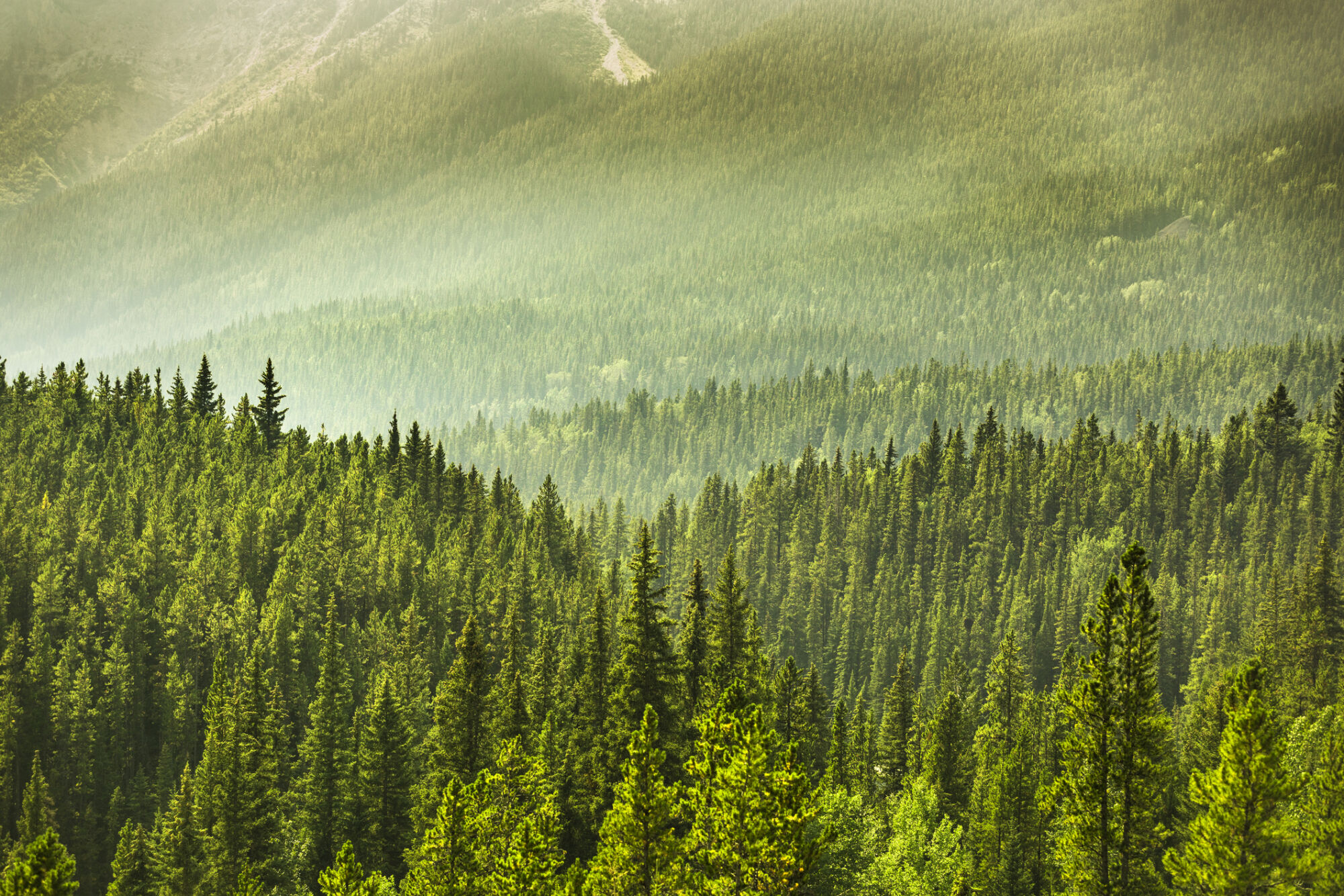 Comment: Laws, lobbying and links to deforestation in Canada’s boreal