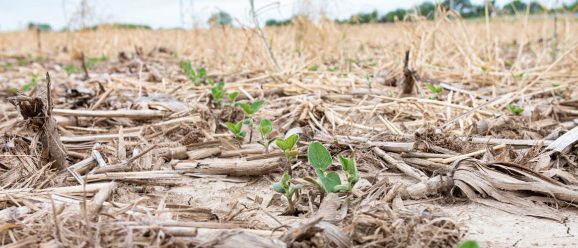 Down to earth: Investors navigate regenerative agriculture