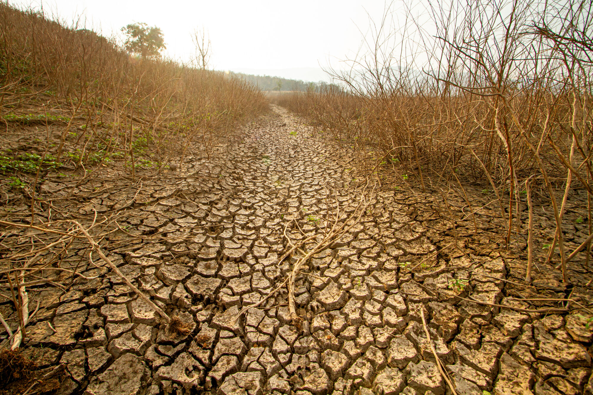 Adaptation and resilience 2026: Opportunities and standardisation in focus